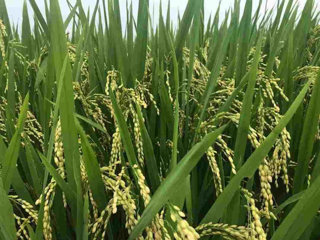 Lúa nếp hương có những đặc điểm nổi bật như thế nào? - nongnghiep365 ...