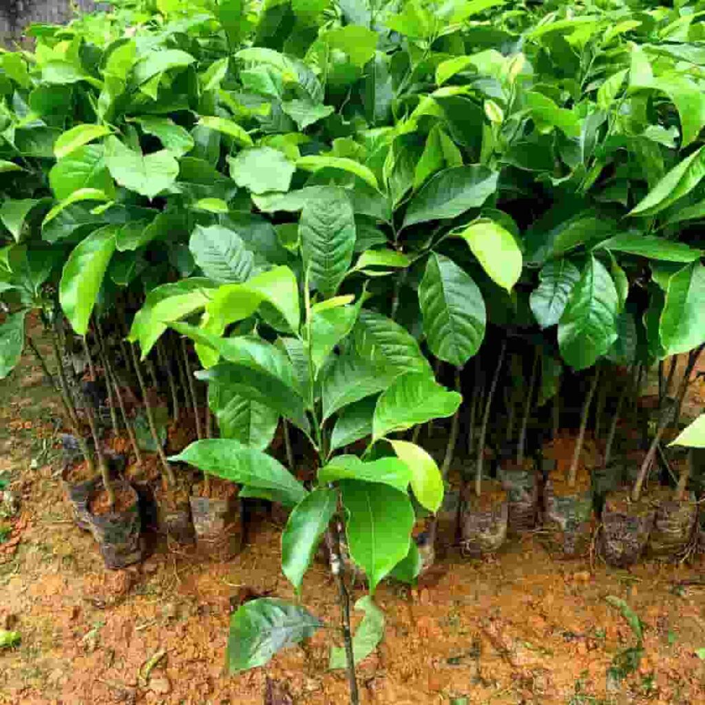 Kỹ thuật trồng cây hạt dổi lấy gỗ, cho giá trị thương phẩm cao ...